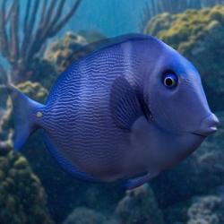powder blue tang fish 3D Models | Page 1 | STLFinder