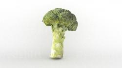 3d broccoli | Page 1 | STLFinder