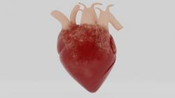 labeled human heart model | Page 1 | STLFinder
