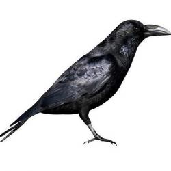 Raven low poly 3D Models | Page 1 | STLFinder