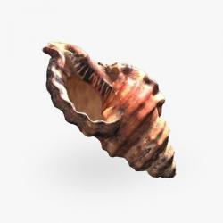 seashell model | Page 1 | STLFinder