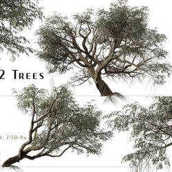 ghaf tree 02 3D Models | Page 1 | STLFinder