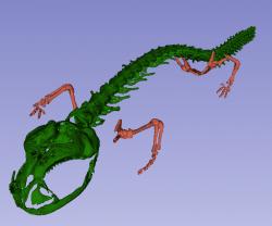 salamander skeleton 3D Models | Page 1 | STLFinder