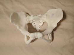 pelvis and sacrum 3D Models | Page 1 | STLFinder