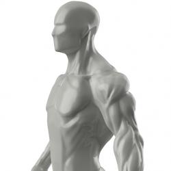 human muscle model | Page 1 | STLFinder