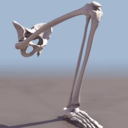 bones of human leg 3D Models | Page 1 | STLFinder