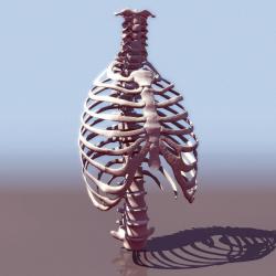 Human Thorax 3D Models | Page 1 | STLFinder
