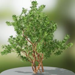 arrayan tree 3D Models | Page 1 | STLFinder
