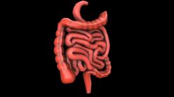3d model matching medical terminology digestive system | Page 1 | STLFinder