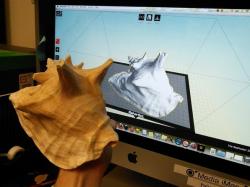 conch shell 3D Models | Page 1 | STLFinder
