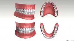 human teeth set 3D Models | Page 1 | STLFinder