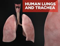 highly detailed texture lungs and trachea 3D Models | Page 1 | STLFinder