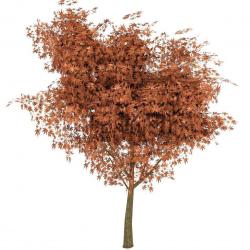 autumn red maple tree 3D Models | Page 1 | STLFinder