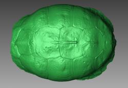 parts of a turtle shell 3D Models | Page 1 | STLFinder