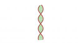 dna inventor 3D Models | Page 1 | STLFinder