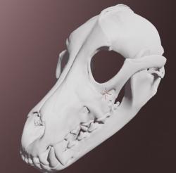 grey wolf foot print 3D Models | Page 1 | STLFinder