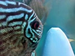 barrel fish adornment fish decor breed cone cone supplies breeding tool ...