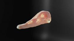 duck skull 3D Models | Page 1 | STLFinder