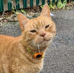 squid cat sticker 3D Models | Page 1 | STLFinder