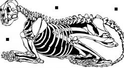 tiger skeleton 3D Models | Page 1 | STLFinder