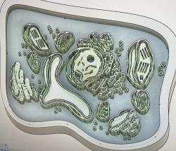 3d plant cell projects for middle school | Page 1 | STLFinder
