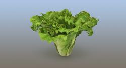 3d lettuce 【 STLFinder