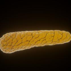 pancreas model | Page 1 | STLFinder