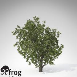 XfrogPlants Common Hawthorn 3D Models | Page 1 | STLFinder