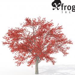 serviceberry amelanchier arborea 3D Models | Page 1 | STLFinder