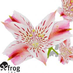 xfrogplants pink tiger lily 3d models | Page 1 | STLFinder