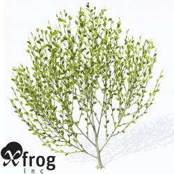 antique 3d pussy willow carved frame | Page 1 | STLFinder