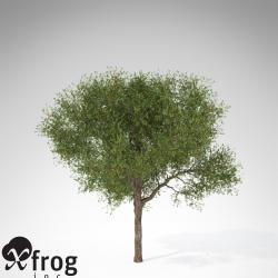 xfrogplants strawberry guava tree 3D Models | Page 1 | STLFinder