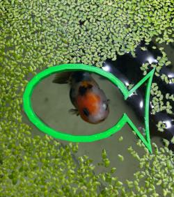 fish food feeder 3d models 【 STLFinder