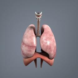3d model of respiratory system | Page 1 | STLFinder