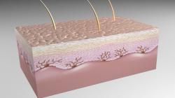 layers of skin model | Page 1 | STLFinder