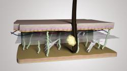 3d skin layers | Page 1 | STLFinder