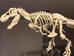 t rex skeleton printable 3D Models | Page 1 | STLFinder