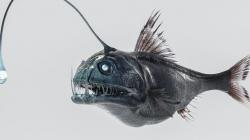 deep sea lantern fish 3d model free download | Page 1 | STLFinder
