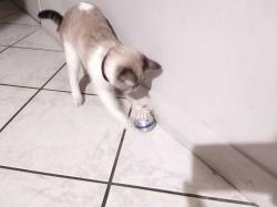 cat ball toys 3D Models | Page 1 | STLFinder