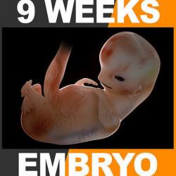 human embryo at 7 weeks 3D Models | Page 1 | STLFinder