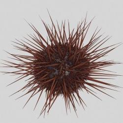 Model of Sea urchin 3D Models | Page 1 | STLFinder