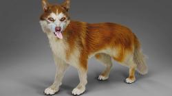 blender wolf model free | Page 1 | STLFinder