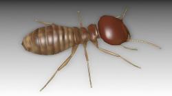 termite worker 3d models | Page 1 | STLFinder