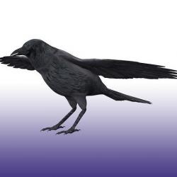 crow rigged 3D Models | Page 1 | STLFinder