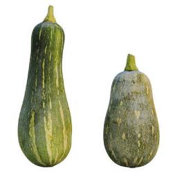 butternut squash 3d models 【 STLFinder