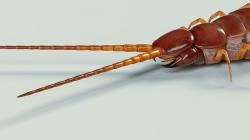 giant amazonian centipede 3D Models | Page 1 | STLFinder