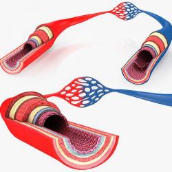 veins and arteries model | Page 1 | STLFinder