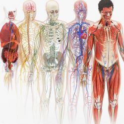 human anatomy atlas 2024 complete 3d body | Page 1 | STLFinder