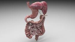 digestive system model labeled | Page 1 | STLFinder