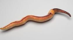 earthworm model | Page 1 | STLFinder